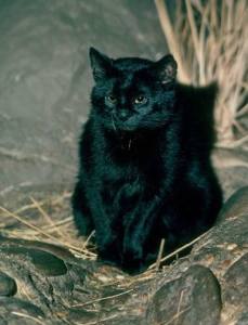 FELIS – Melanistic Cats – FELIS-UK