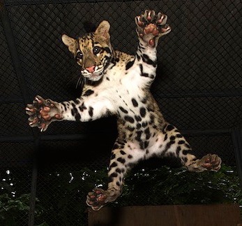 Cataptability – did cats ability to adapt save it from extinction ...