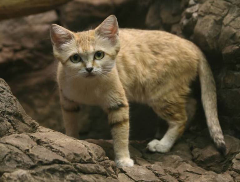 Sand Cats – FELIS-UK
