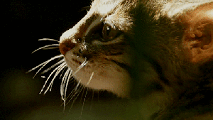 Rusty Spotted Cats – FELIS-UK